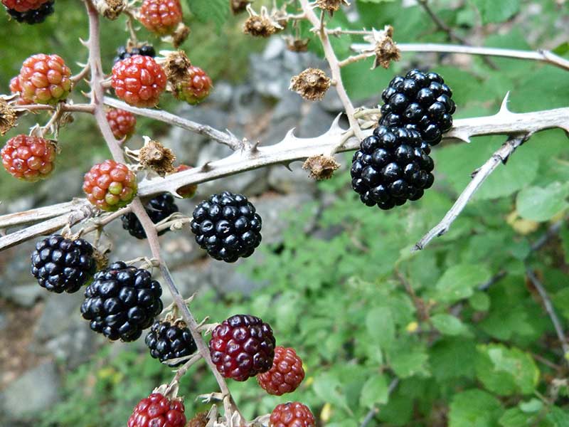 Test Sea Buckthorn (Seaberry) - Berries for Africa