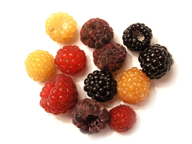 Test Sea Buckthorn (Seaberry) - Berries for Africa
